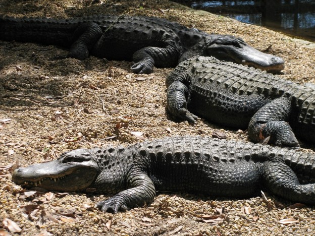 Places to See Alligators on the Florida Gulf Coast