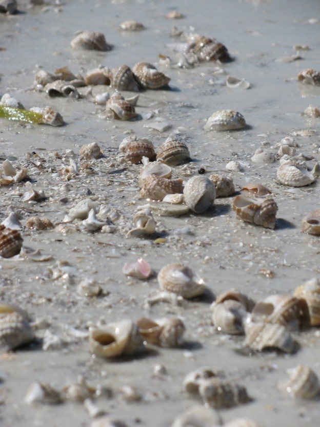 Sandbar Island Paradise