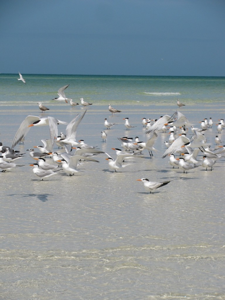 Sandbar Island Paradise