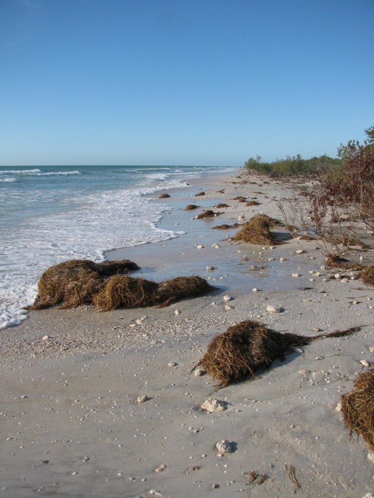 Paradise Lost; A Beach in Peril