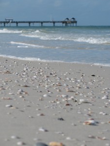 Shell Collecting in the Clearwater St Pete Area