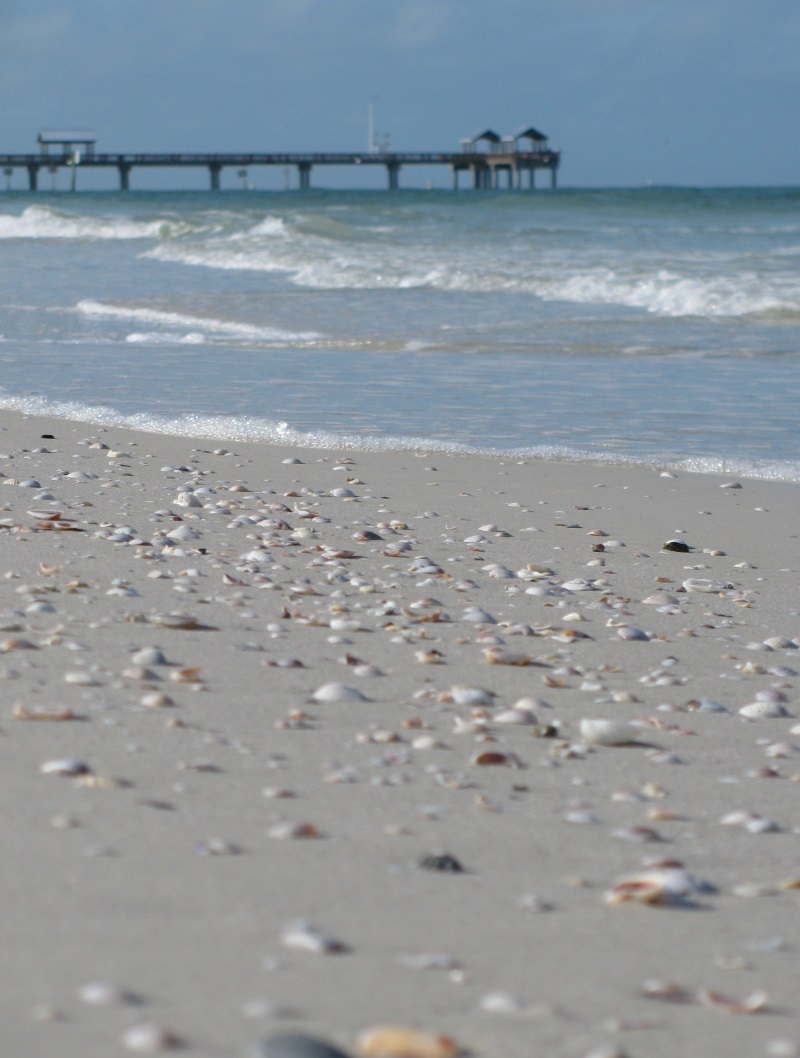 Shell Collecting in the Clearwater St Pete Area