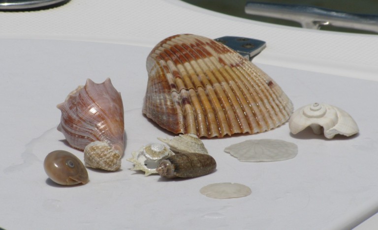Shell Collecting in the Clearwater St Pete Area
