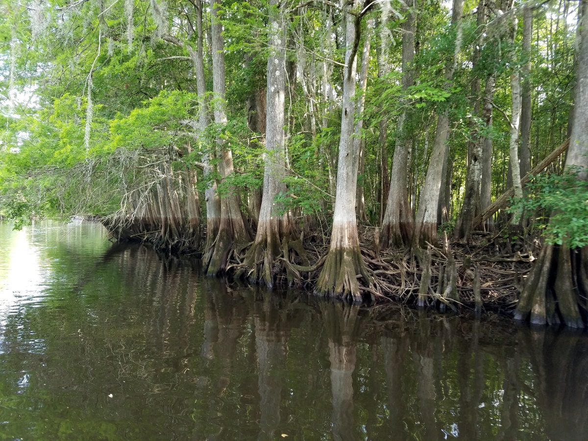 Slow Ride up the Withlacoochee River