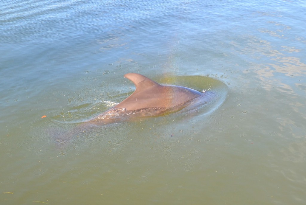 Hopping a Ride on the Little Toot Dolphin Tour