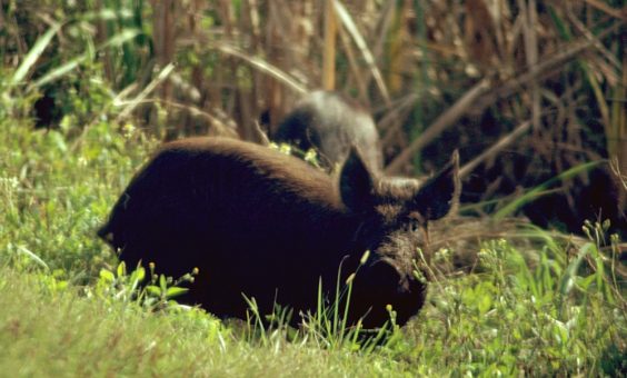 Wild Hogs of Florida