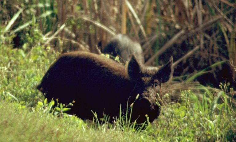Wild Hogs of Florida