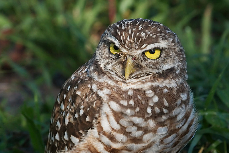 Burrowing Owls of Florida; Who Knew?